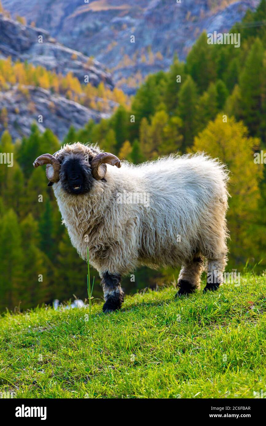 Swiss Alps and Valais blacknose sheep nest to Zermatt in Switzerland ...