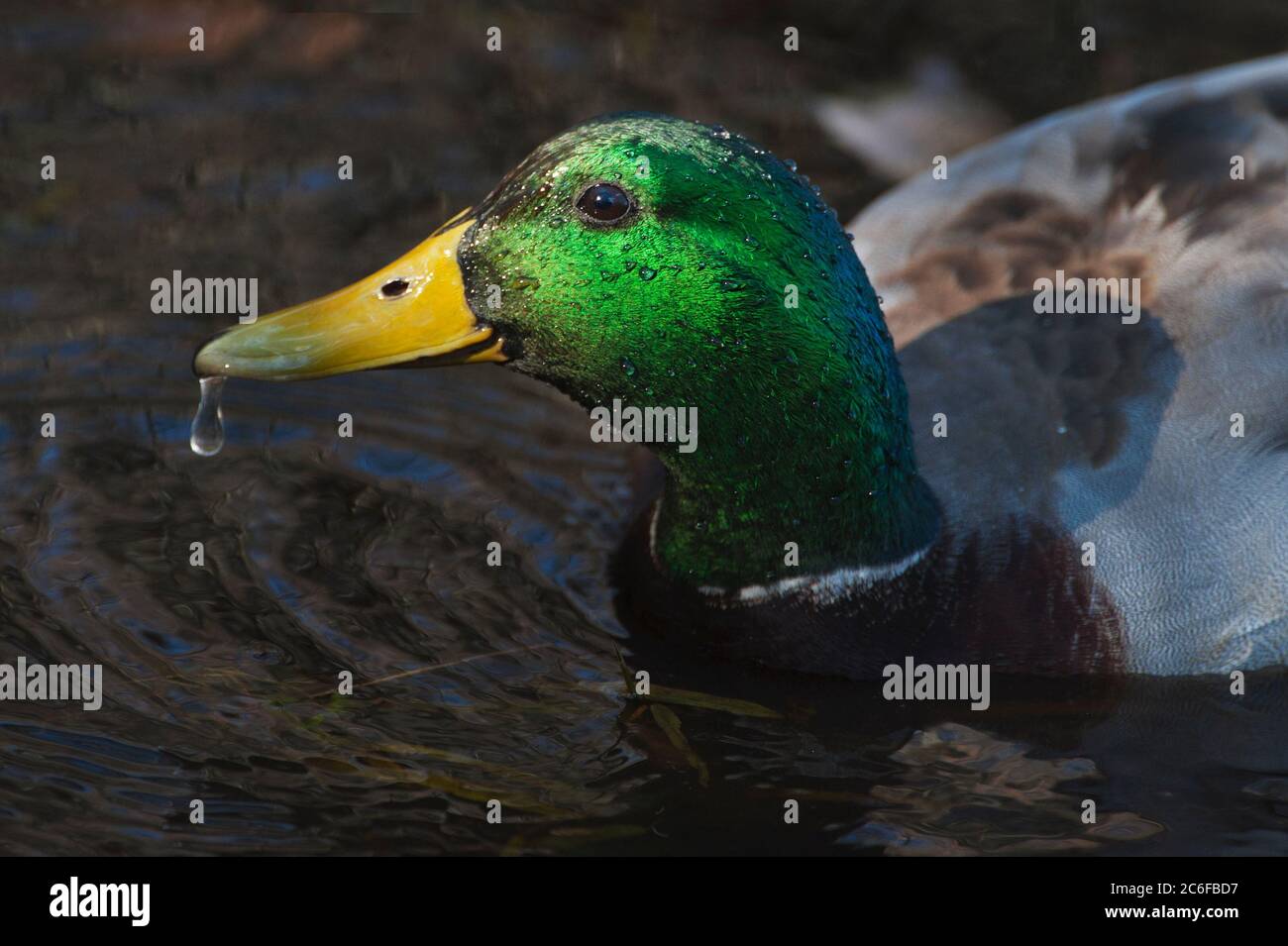Close-up drake mallard Stock Photo - Alamy