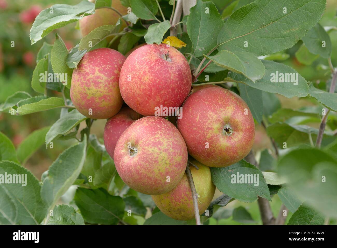 Apfel, Malus domestica Roter Boskoop - Wolf, Apple, Malus domestica Red ...