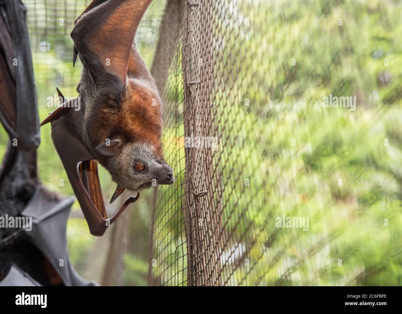 A non-releasable Little Red Flying Fox named Angelita watches people ...