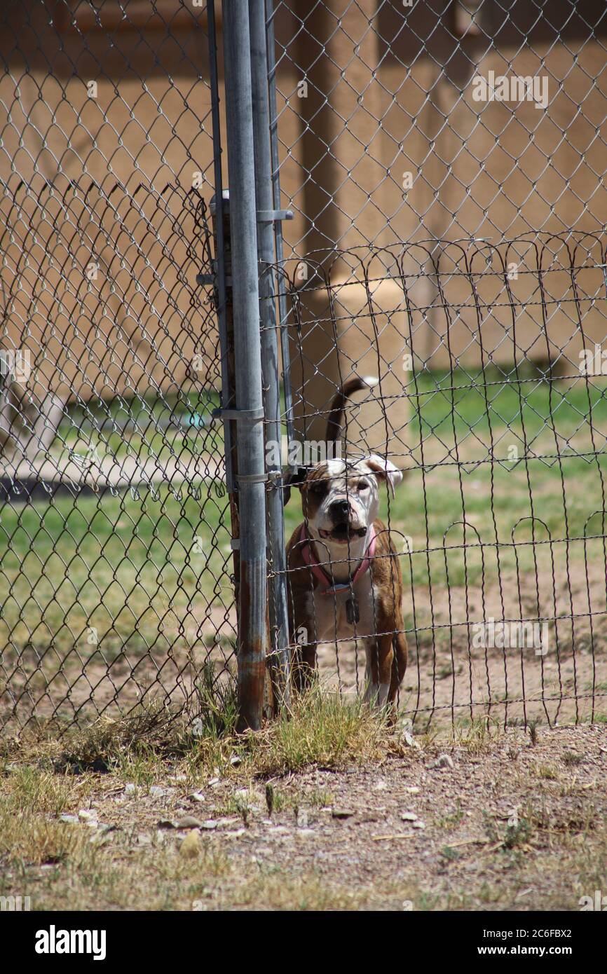 The Neighbor Dog Says Hello - Maybe Stock Photo - Alamy