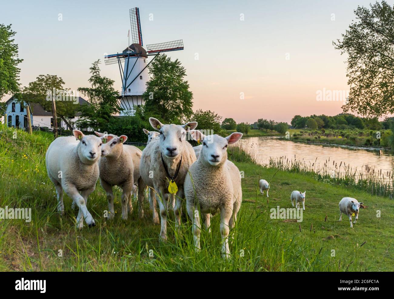 Molen de vlinder hi-res stock photography and images - Alamy