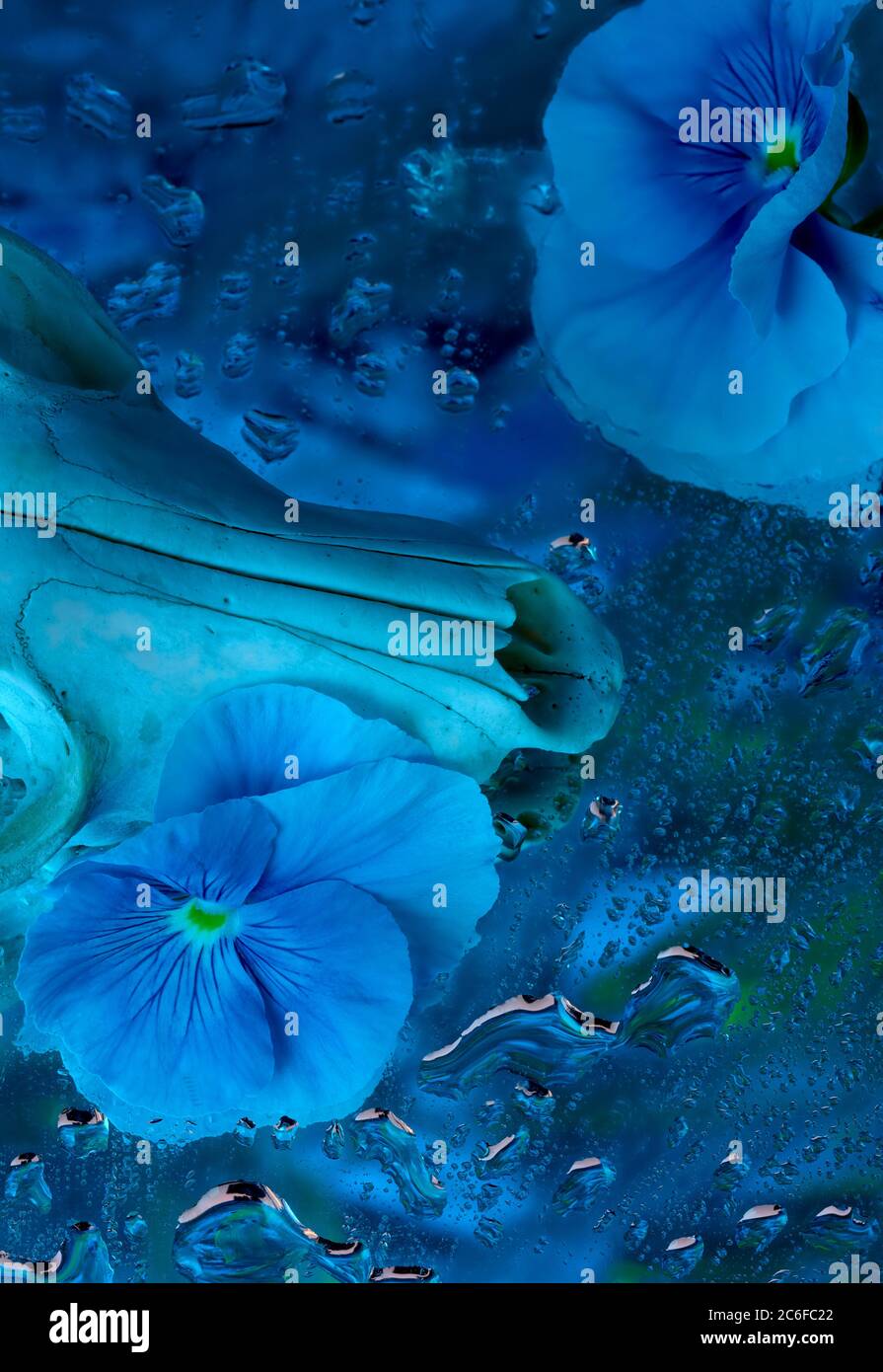 Pansy and skull with background of water droplets, water bubbles ...