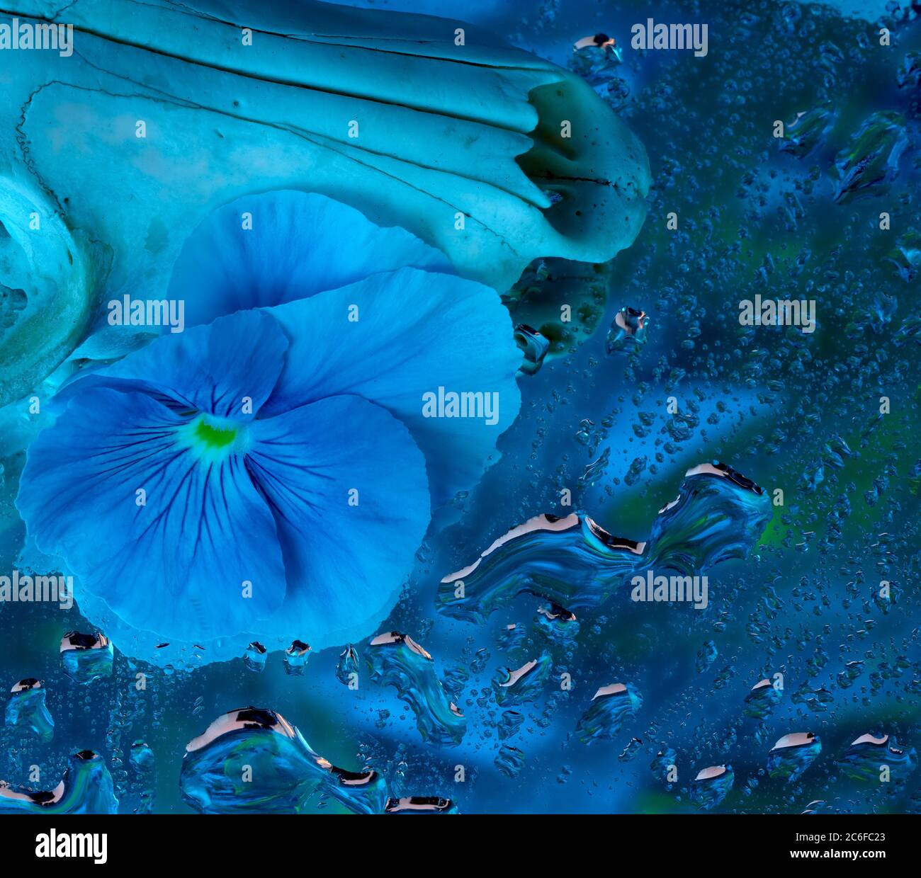 Pansy and skull with background of water droplets, water bubbles ...
