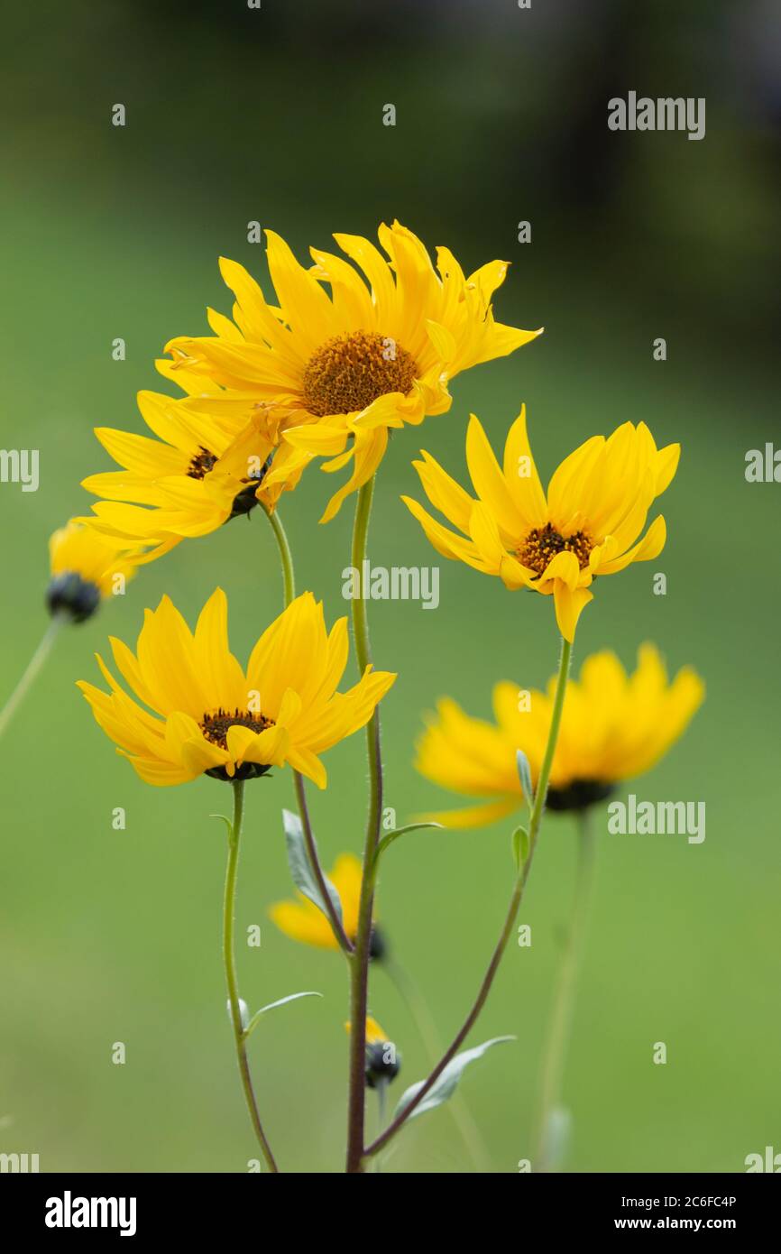 Schrebergarten germany hi-res stock photography and images - Alamy