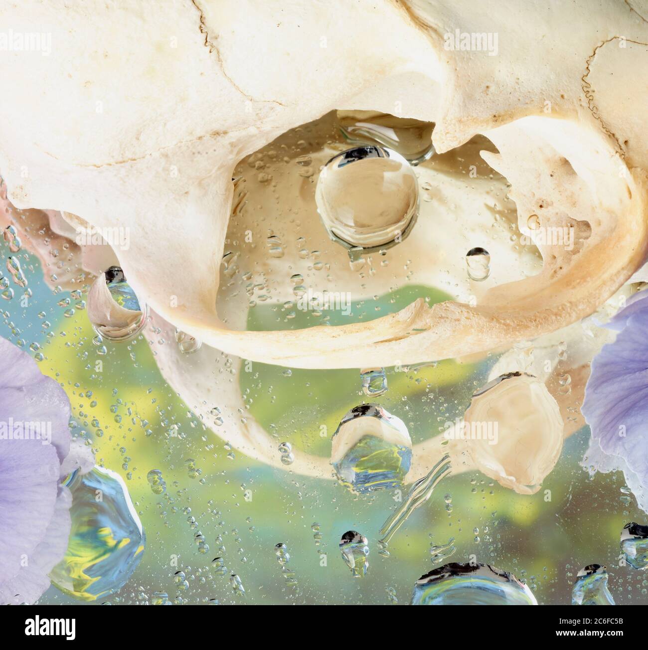 Water bubbles and skull, transience, nature and death Stock Photo - Alamy
