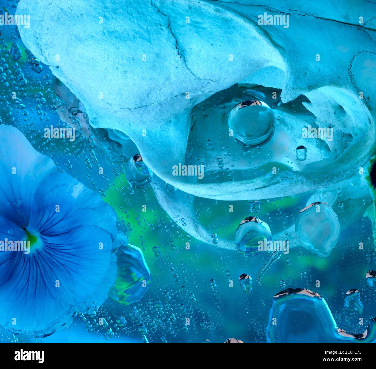 Water bubbles and skull, transience, nature and death Stock Photo - Alamy