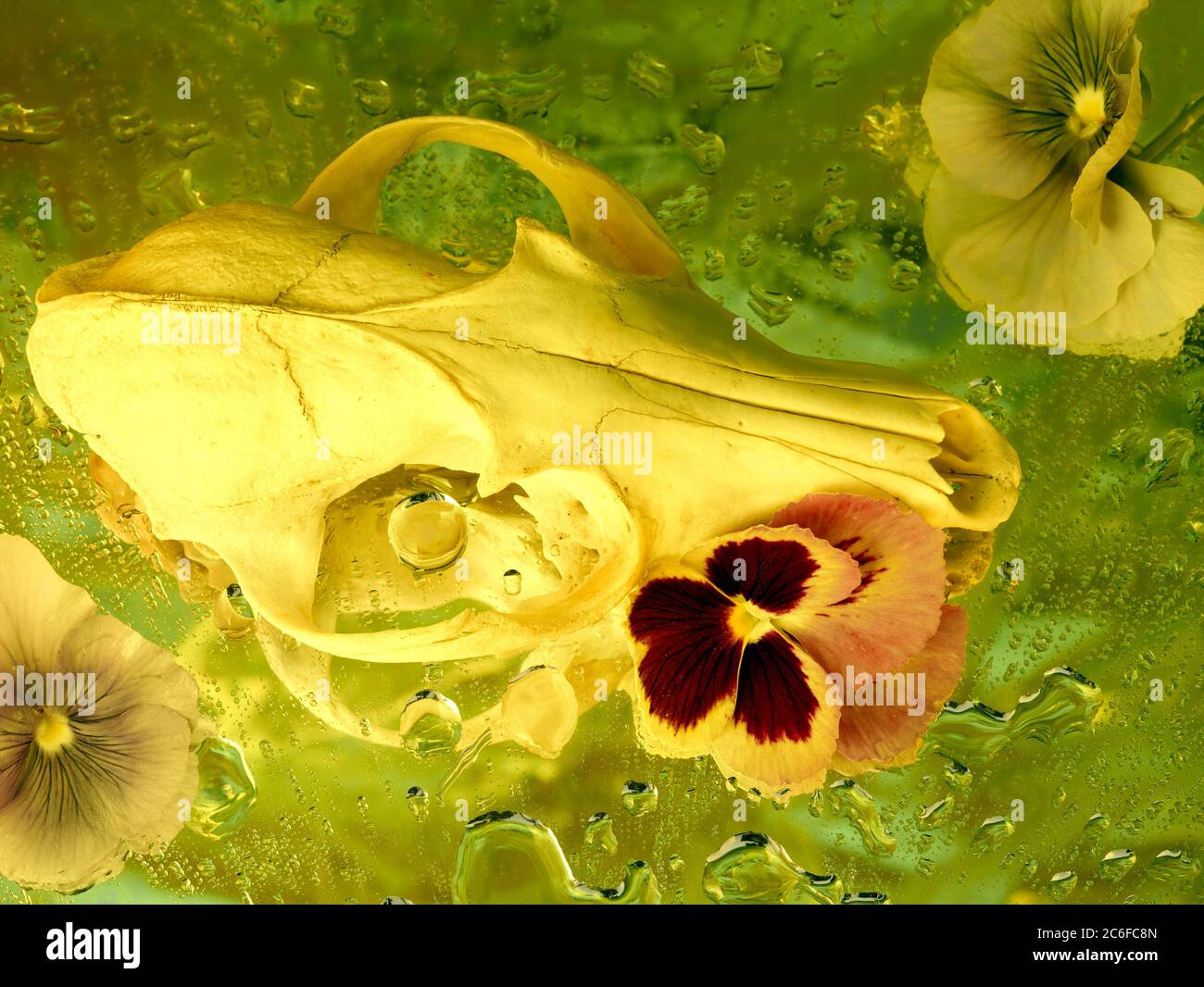 Pansy and skull with background of water droplets, water bubbles ...