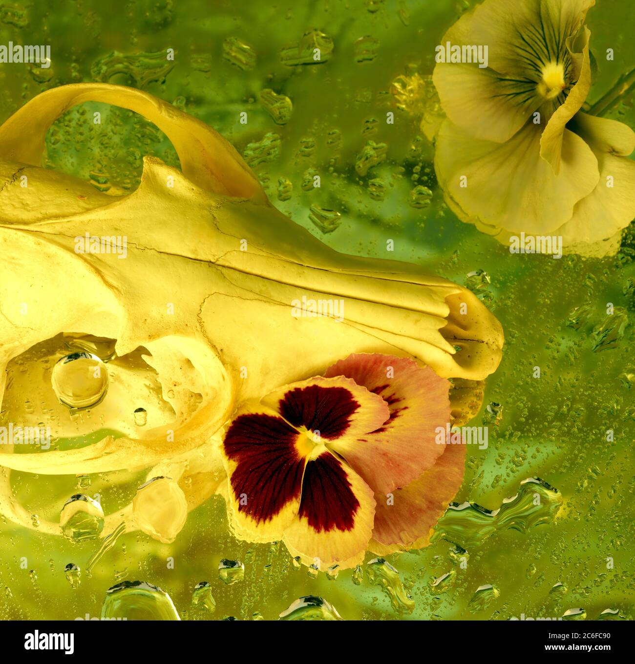 Pansy and skull with background of water droplets, water bubbles ...