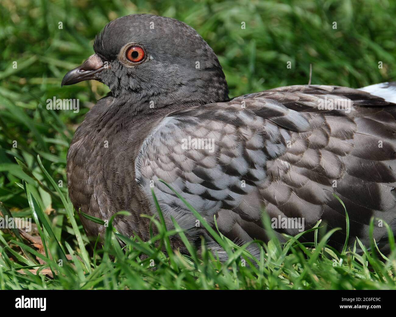 Feral pigeons, also called city doves, city pigeons, or street pigeons ...