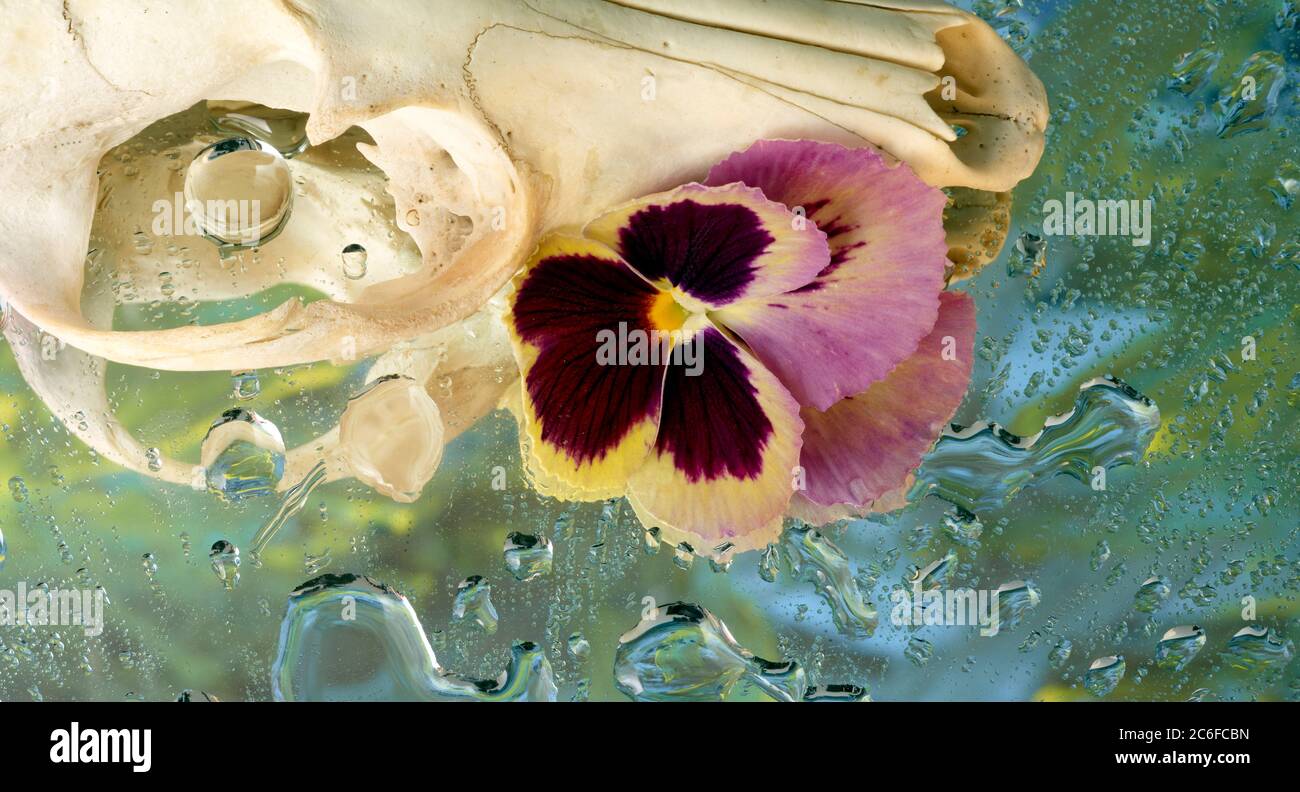 Pansy and skull with background of water droplets, water bubbles ...