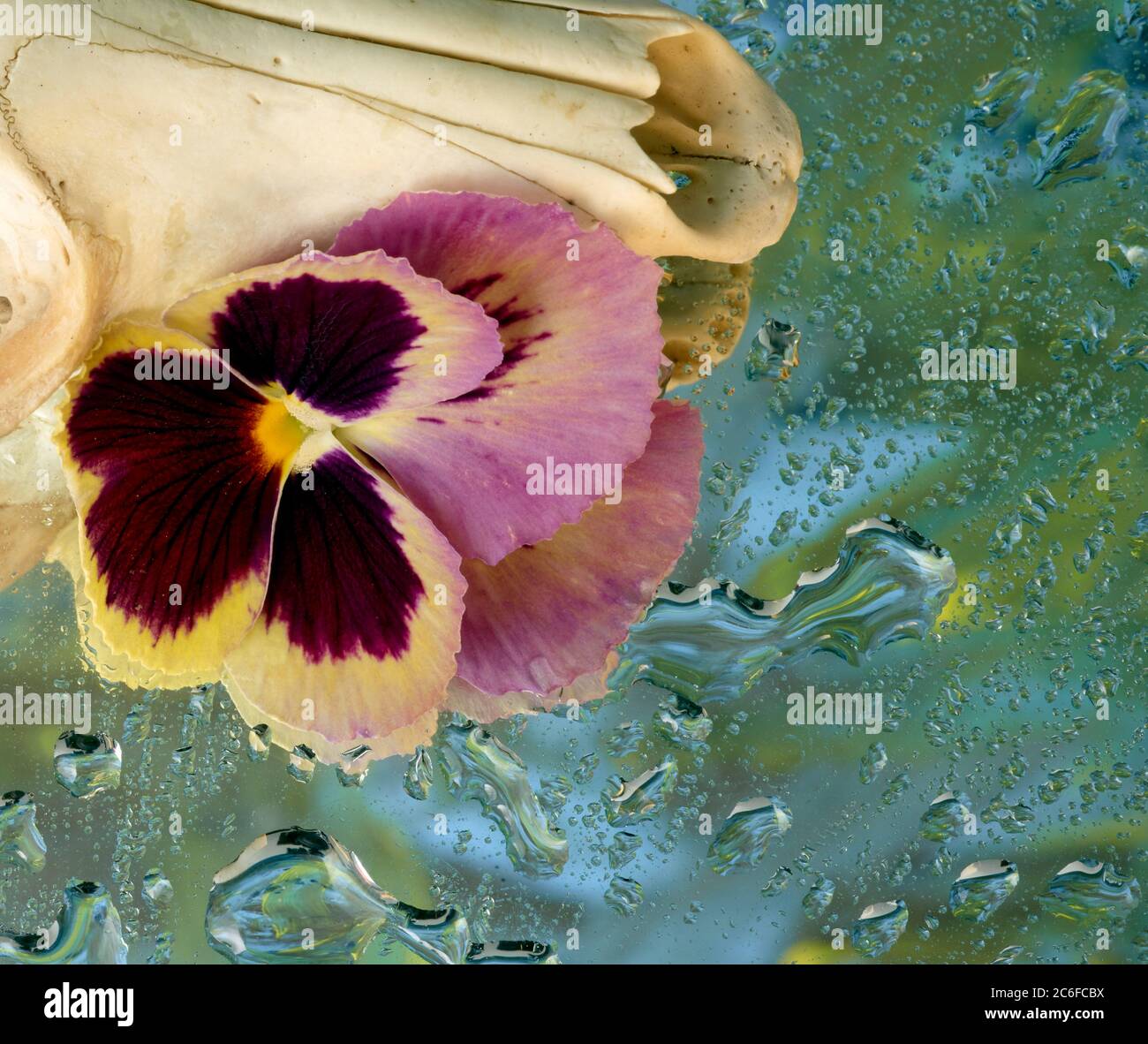 Pansy and skull with background of water droplets, water bubbles ...