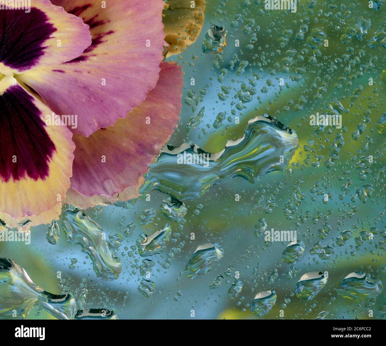 Pansy and skull with background of water droplets, water bubbles ...