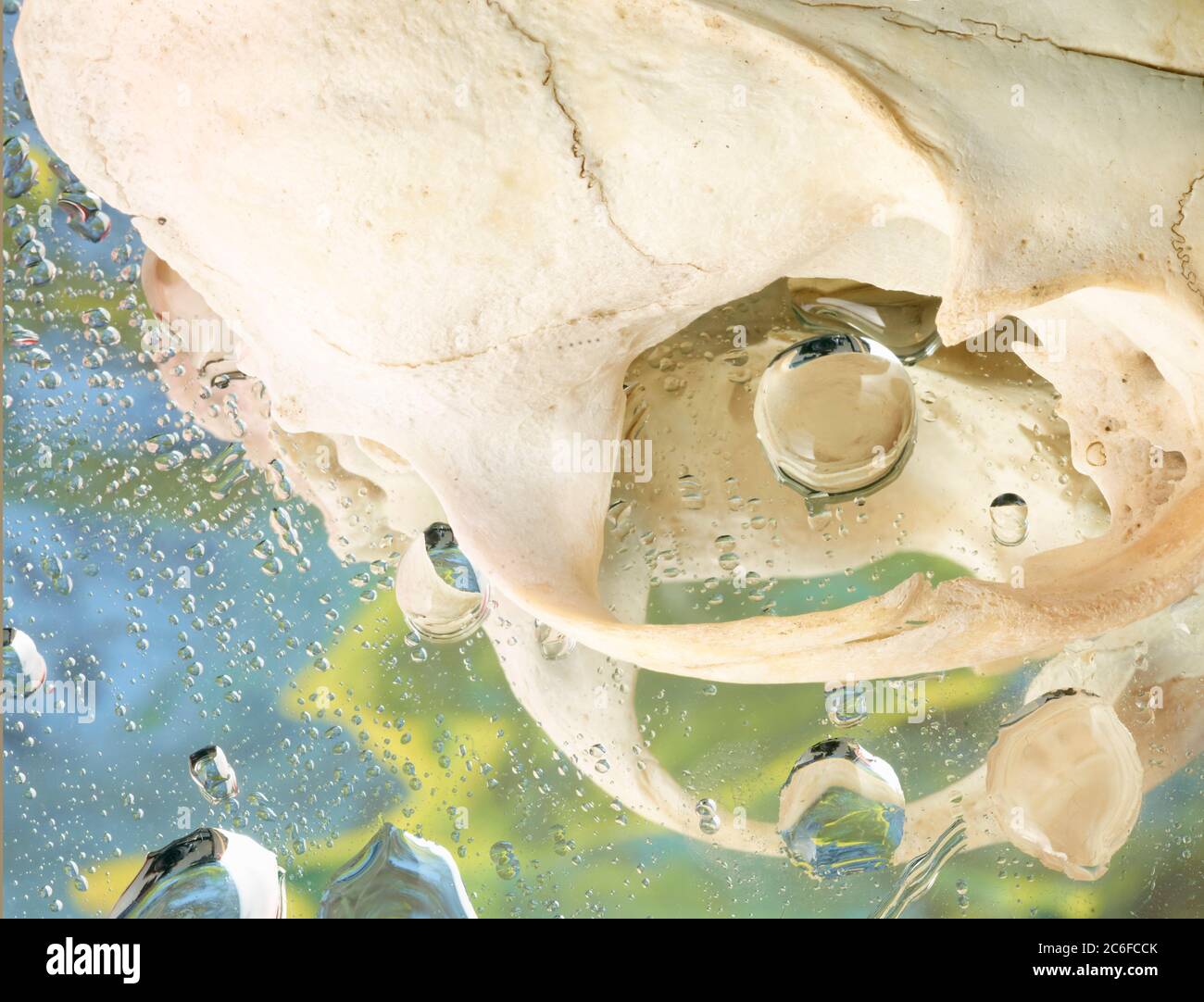 Water bubbles and skull, transience, nature and death Stock Photo - Alamy
