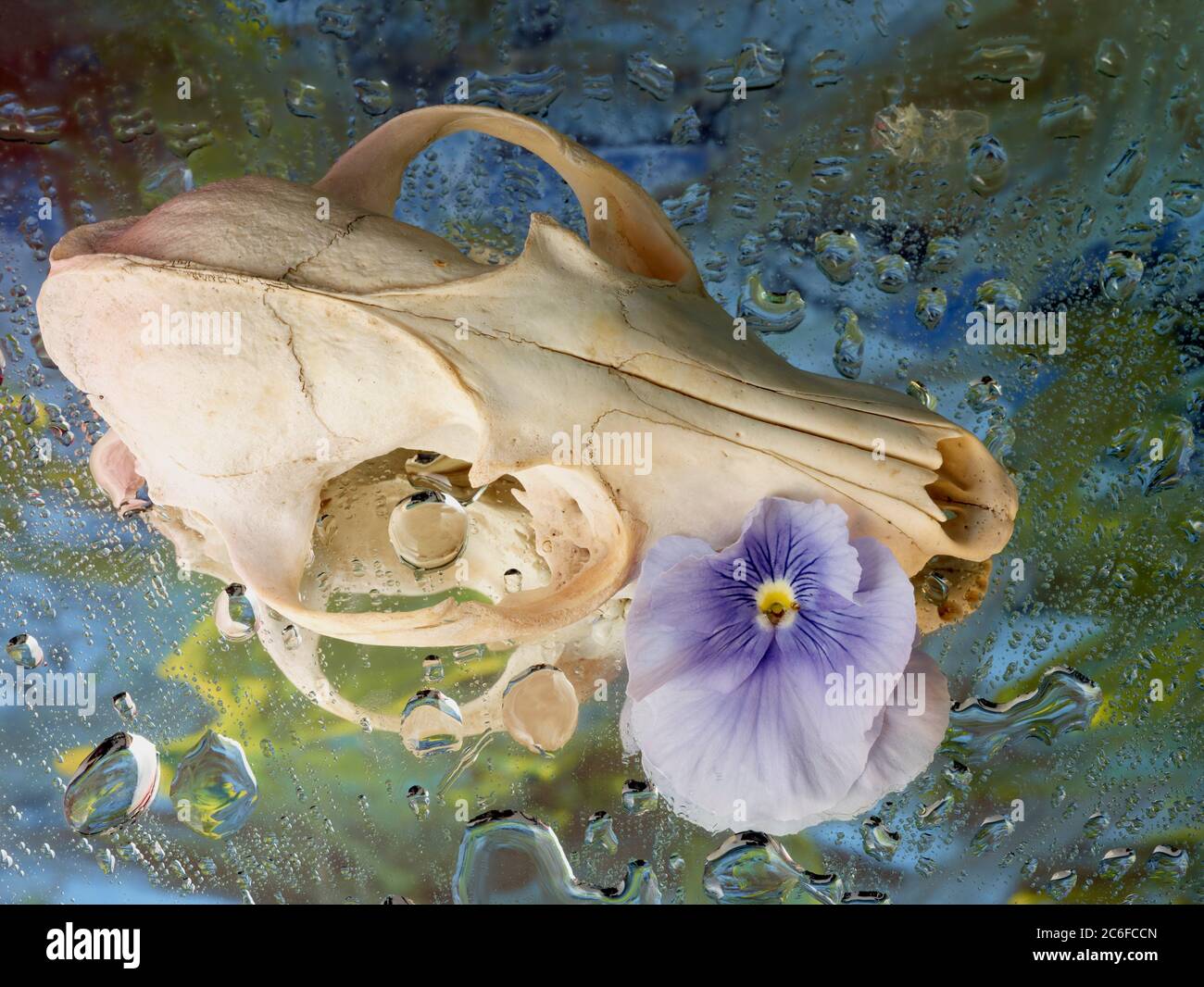 Pansy and skull with background of water droplets, water bubbles ...