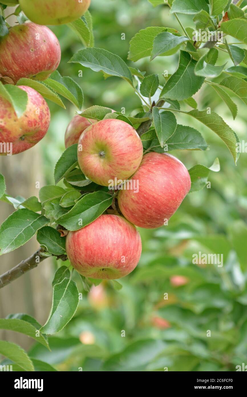 Column apple trees hi-res stock photography and images - Alamy