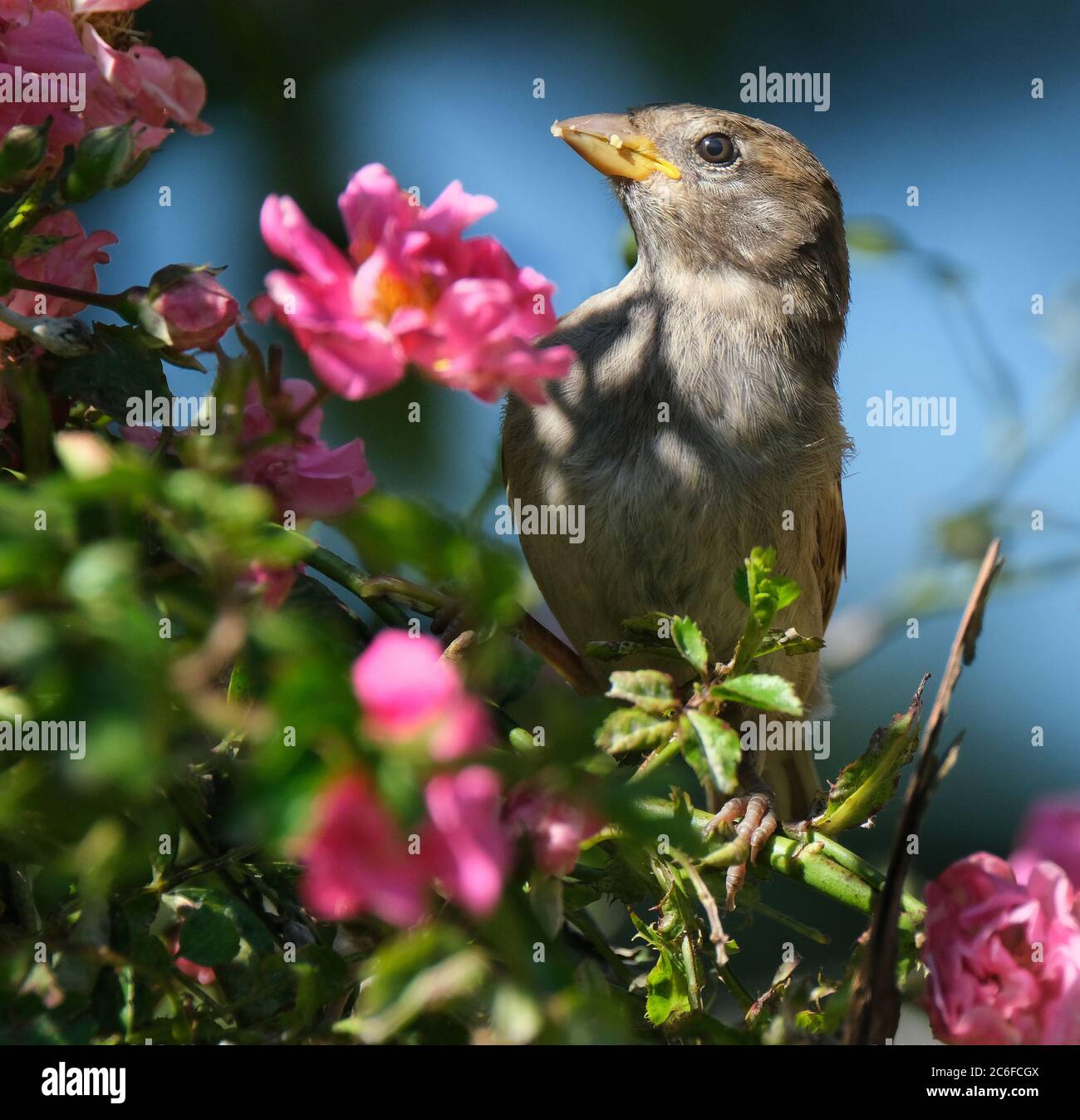 Female sparrow feeding chick hi-res stock photography and images - Alamy