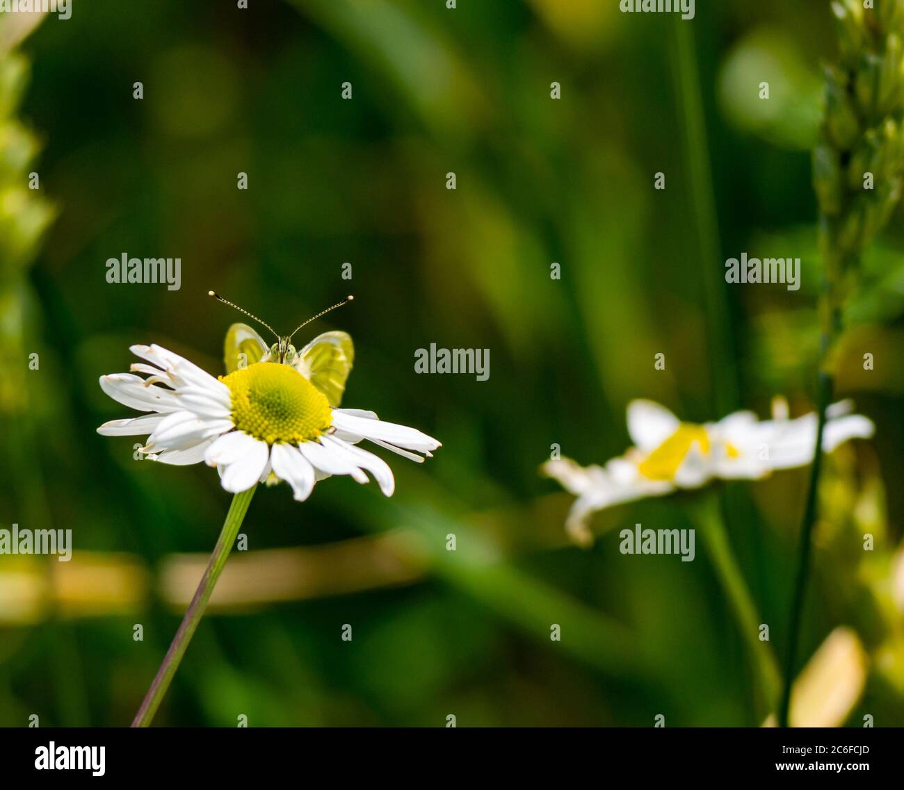 Green veined butterfly hi-res stock photography and images - Alamy