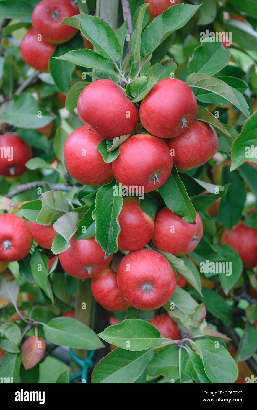 Topaz apfel hi-res stock photography and images - Alamy