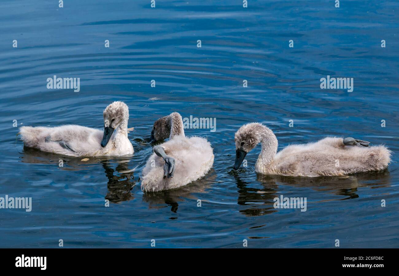 8 week old mute swan cygnets, Cygnus olor, swimming with webbed foot on back in Summer sunshine ...