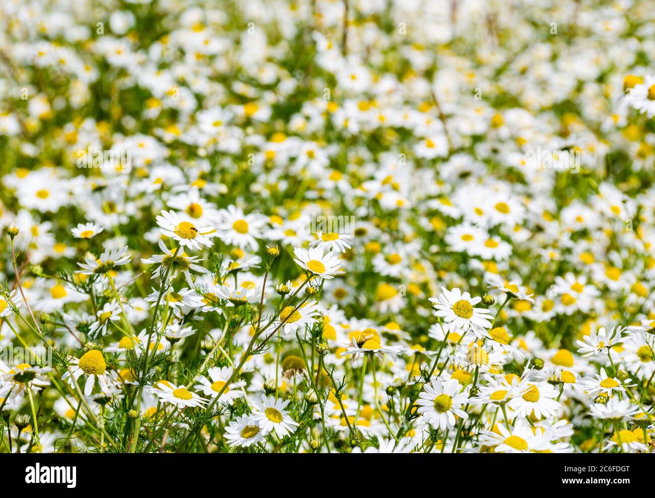 Scentless chamomile hi-res stock photography and images - Alamy
