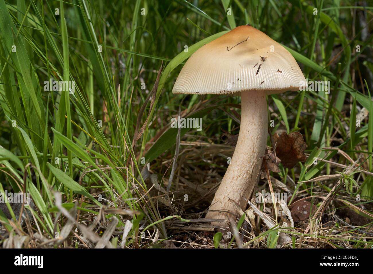 Edible mushroom Amanita crocea in the meadow on the edge of a deciduous ...