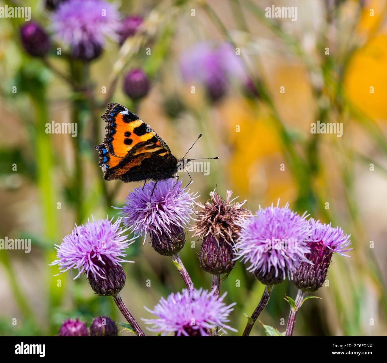 Tortoiseshell butterfly hi-res stock photography and images - Alamy