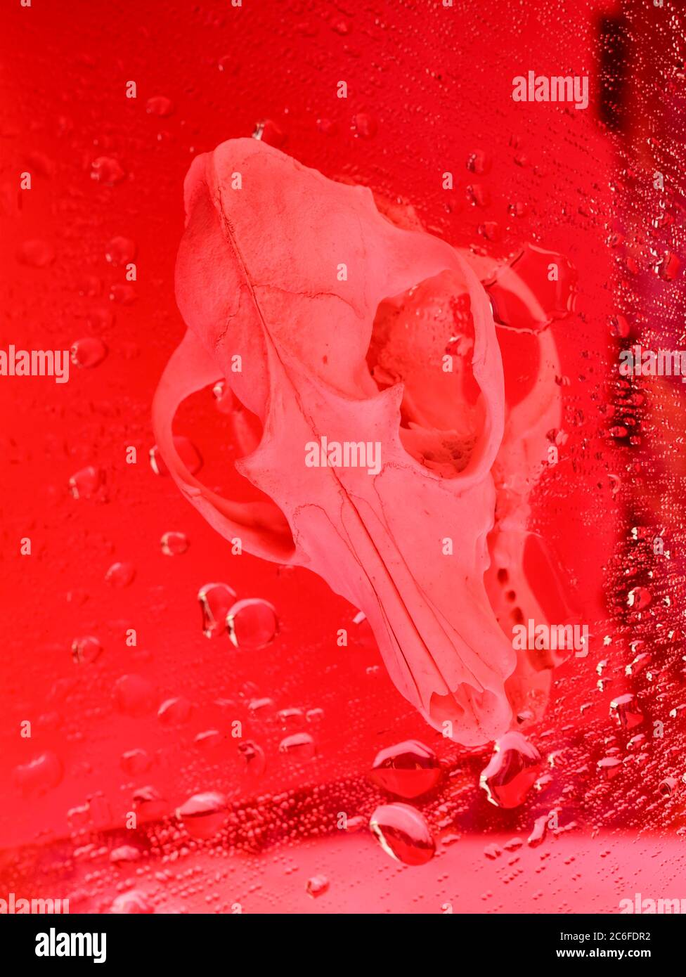 Water bubbles and skull, transience, nature and death Stock Photo - Alamy