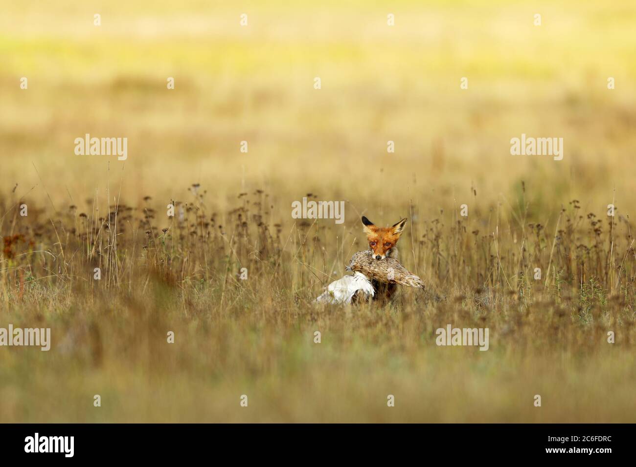 Red fox hunting prey hi-res stock photography and images - Alamy