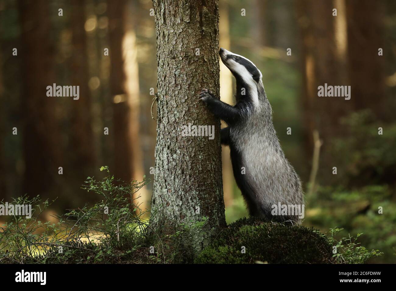 Badger stay near tree in forest, animal nature habitat, Germany, Europe ...