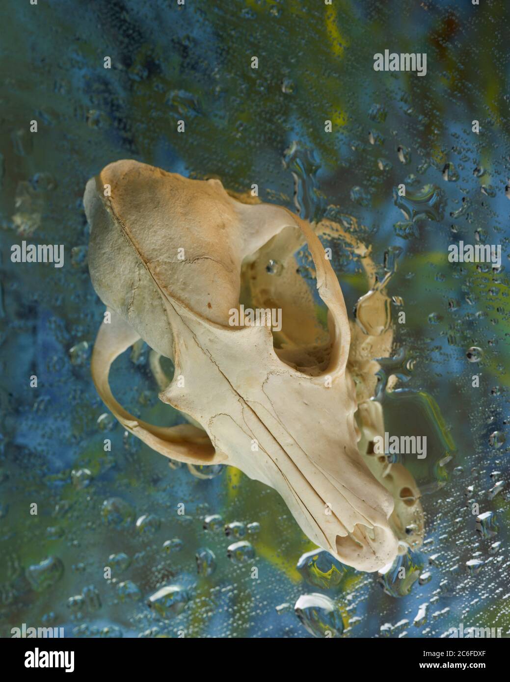 Water bubbles and skull, transience, nature and death Stock Photo - Alamy