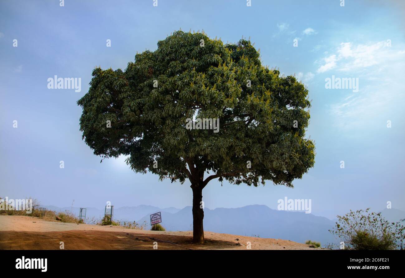 Stand Alone tree on a Mountain Stock Photo - Alamy