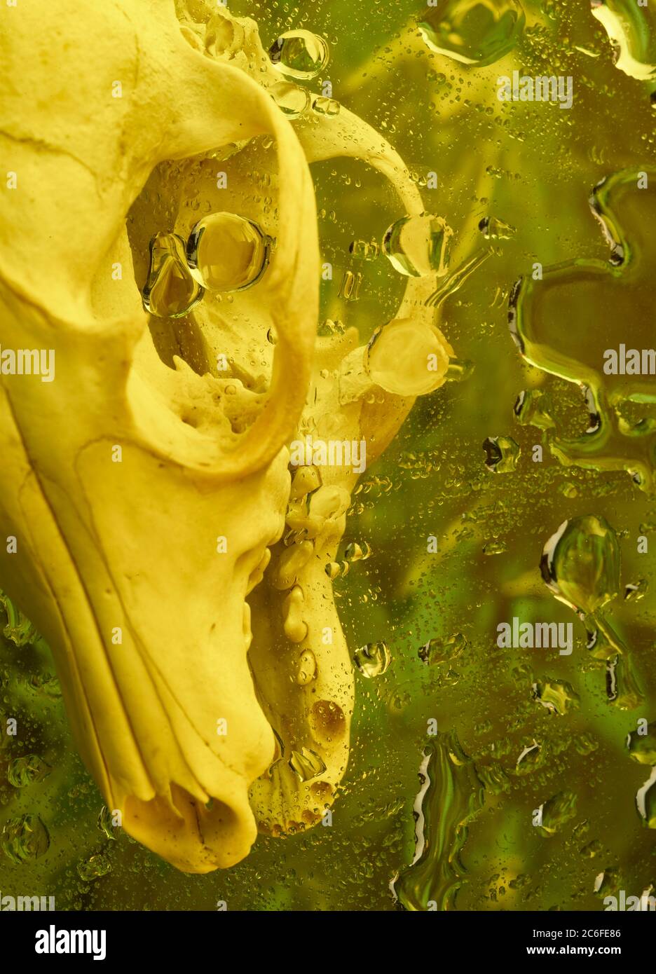 Water bubbles and skull, transience, nature and death Stock Photo - Alamy
