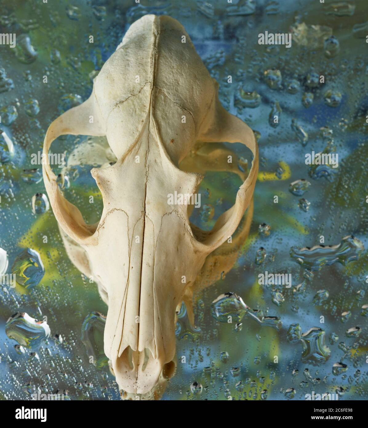 Water bubbles and skull, transience, nature and death Stock Photo - Alamy