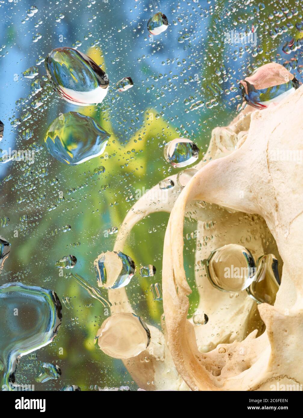 Water bubbles and skull, transience, nature and death Stock Photo - Alamy