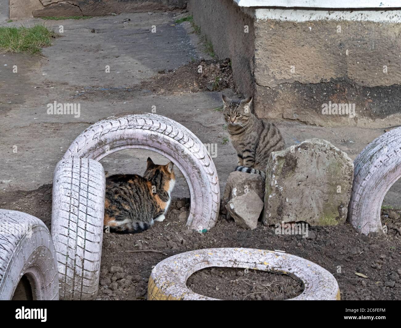 Two Cats Look at Each Other Intensely and Attentively, Waiting for A ...