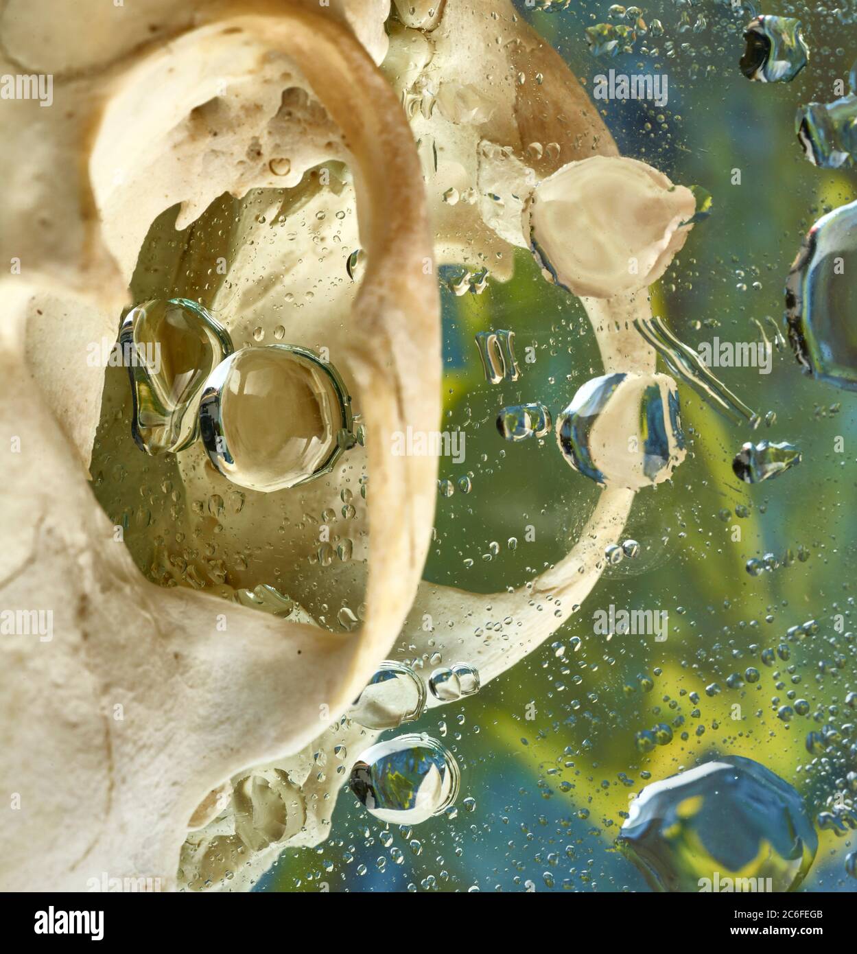 Water bubbles and skull, transience, nature and death Stock Photo - Alamy