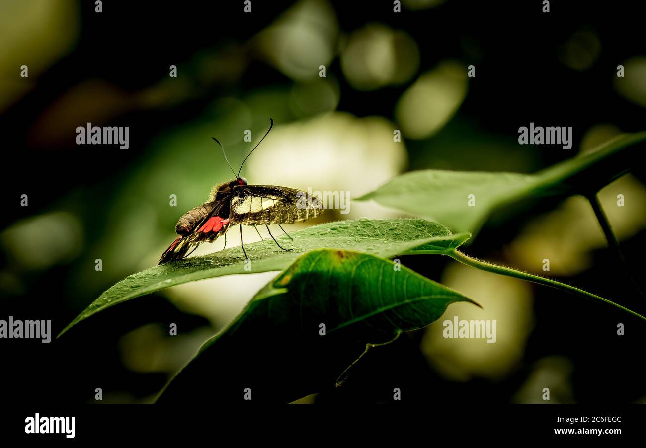 Cattleheart hi-res stock photography and images - Alamy