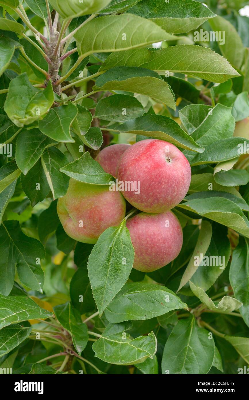 Saeulen-Apfel, Malus domestica CAMPANILO® SECUNDO, Pillar apple, Malus ...