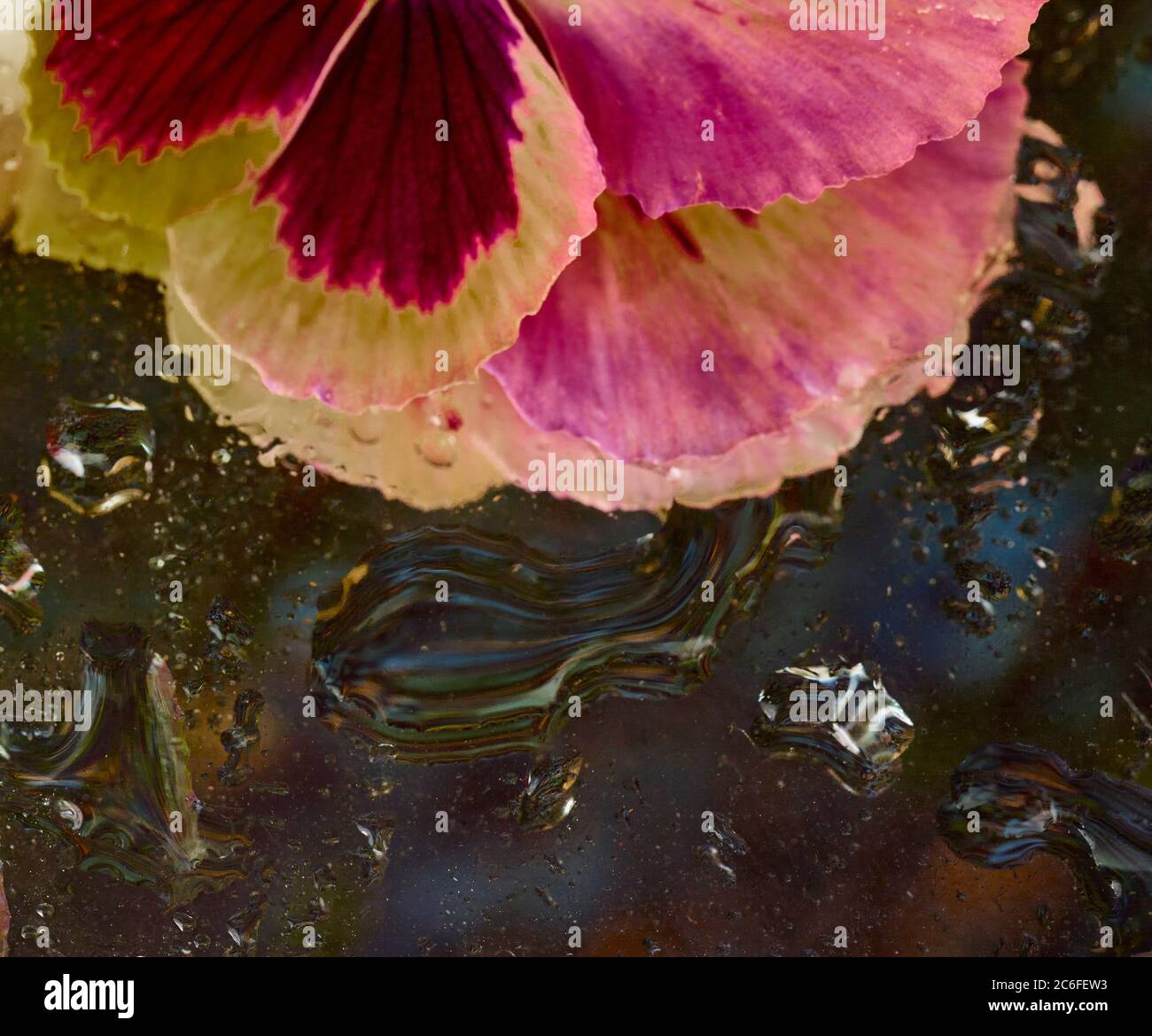 Poppy flower and water droplets, water bubbles, with a colourful ...