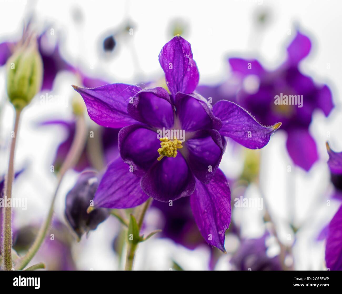 Columbine flower fields hi-res stock photography and images - Alamy