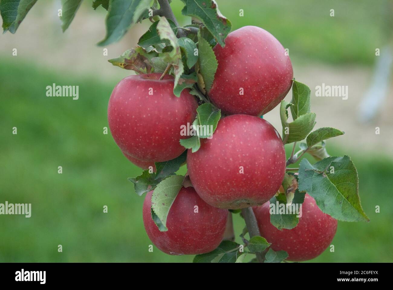 Malus domestica early queen hi-res stock photography and images - Alamy