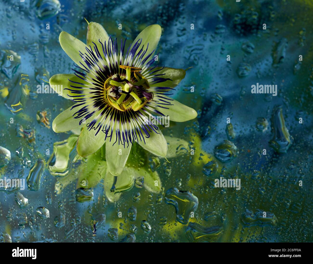 Passion fruit flower on background of colour infused water droplets ...