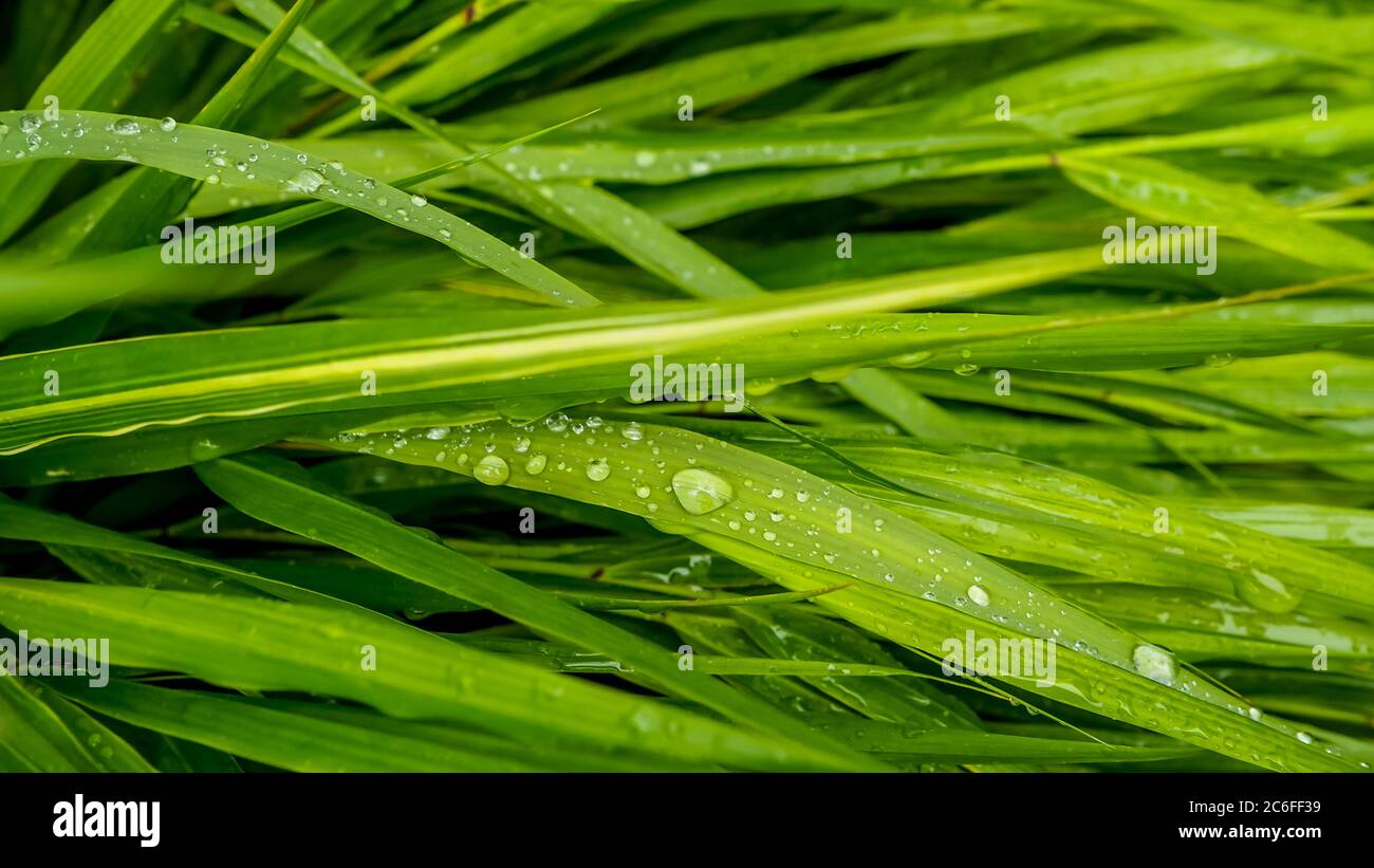 Drops dripping hi-res stock photography and images - Alamy