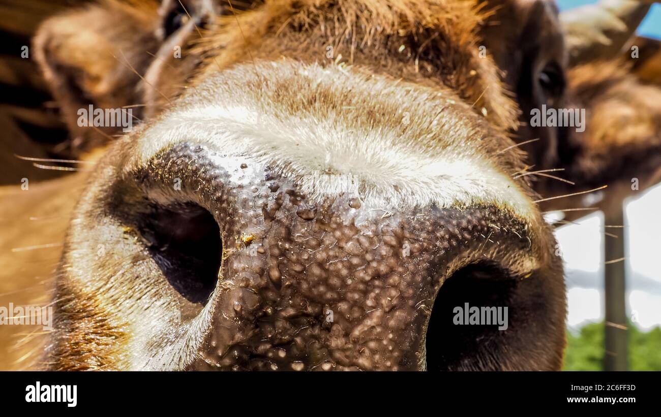 brown curious cow holds its wet furry snout into the camera Stock Photo ...