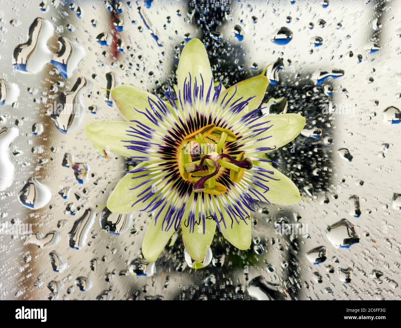 Passion fruit flower on background of colour infused water droplets ...