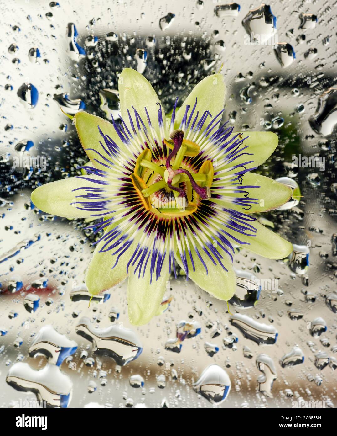 Passion fruit with water droplet hi-res stock photography and images ...