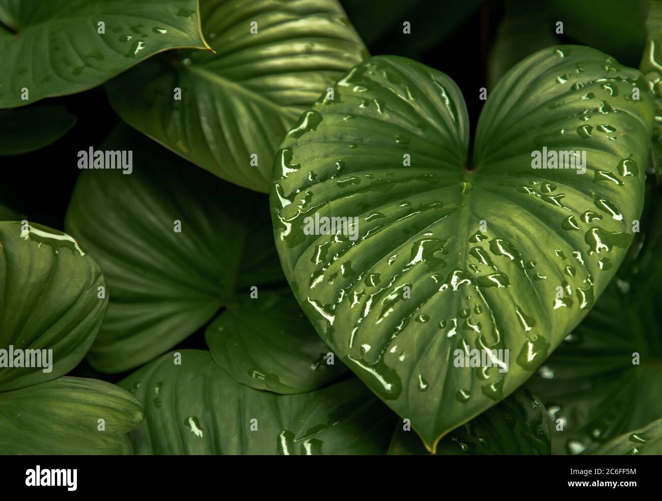 Beautiful green leaves pattern for nature concept. Homalomena rubescens ...