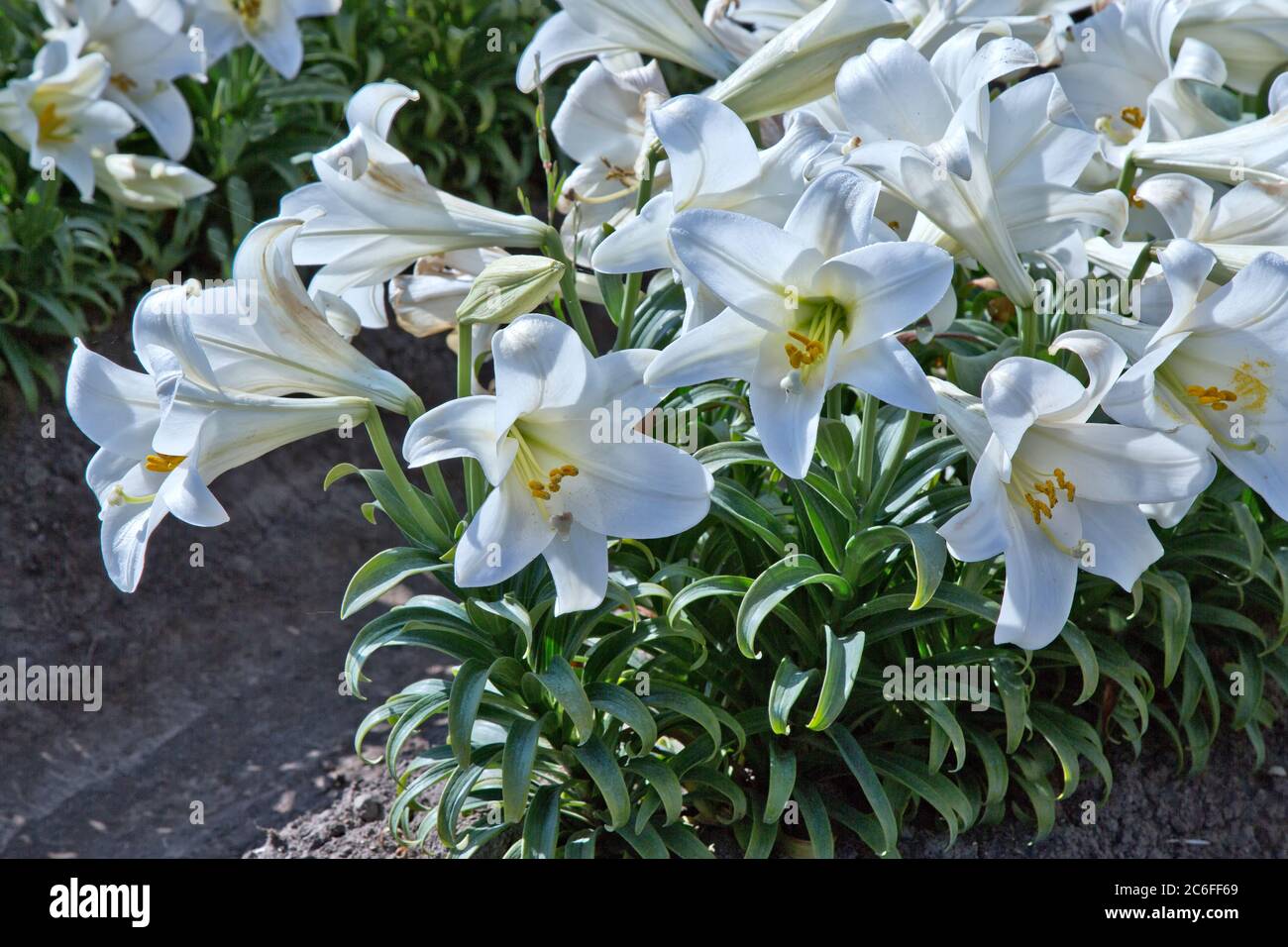 White longiflorum lilies hi-res stock photography and images - Alamy