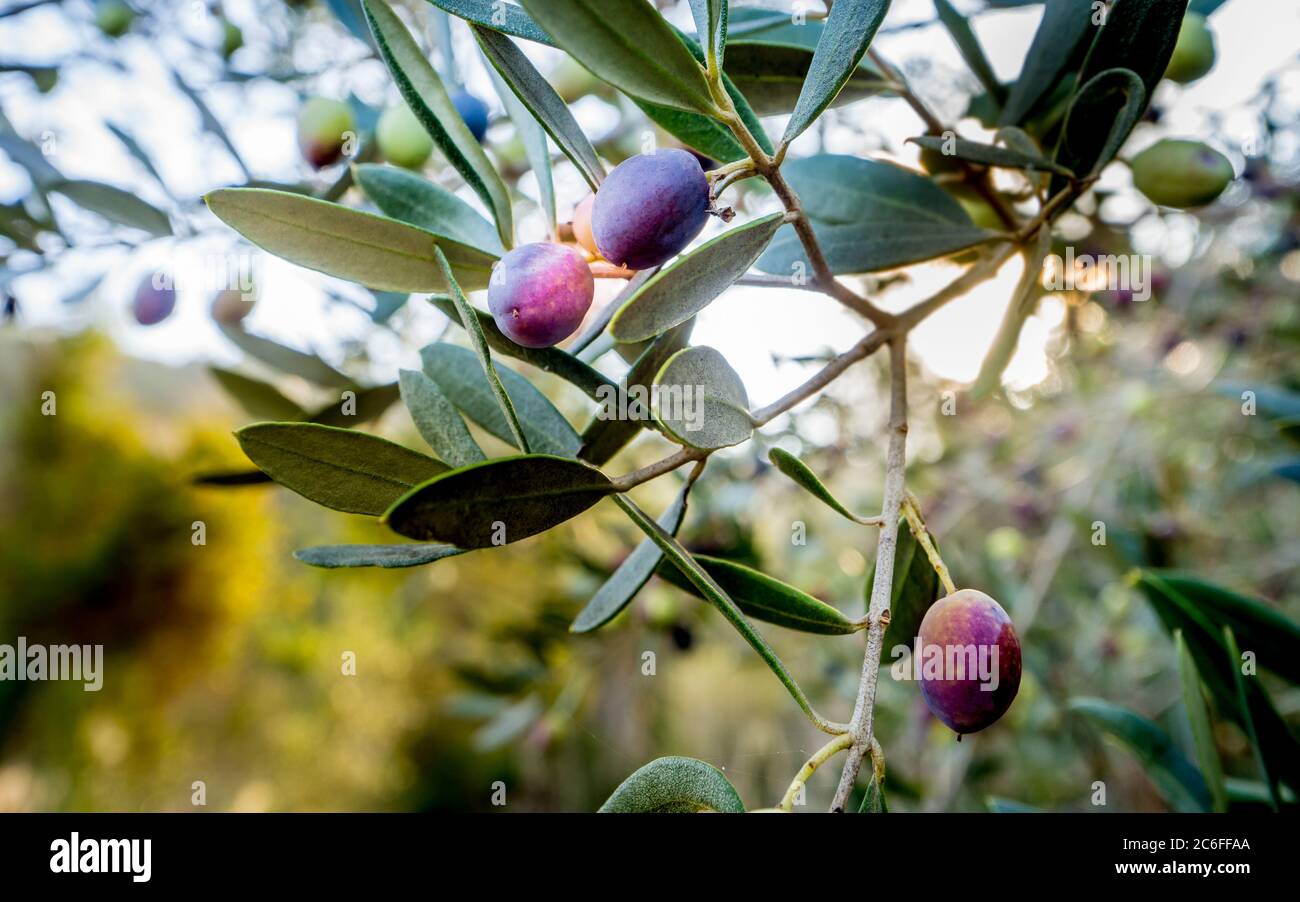 Green olives hanging on tree hi-res stock photography and images - Alamy
